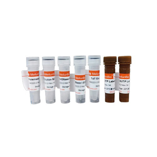 One Step TUNEL Apoptosis Assay Kit（TRITC） – meilunbio-global