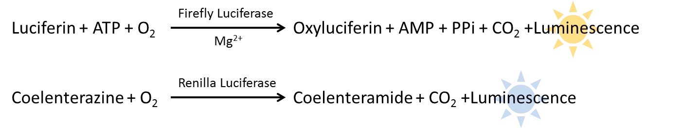 Firefly & Renilla Luciferase Reporter Assay Kit – meilunbio-global
